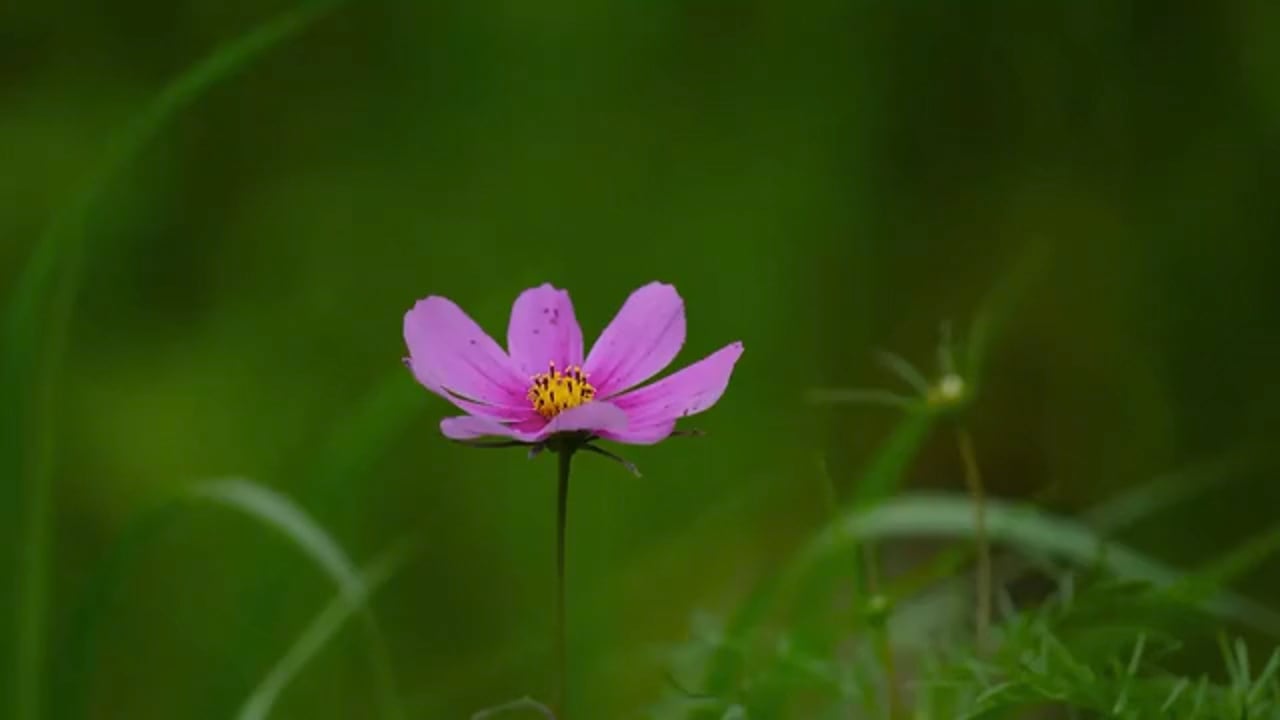 Ruby Ramos, Psychiatric Nurse Practitioner, Denver, CO, 80205 ...