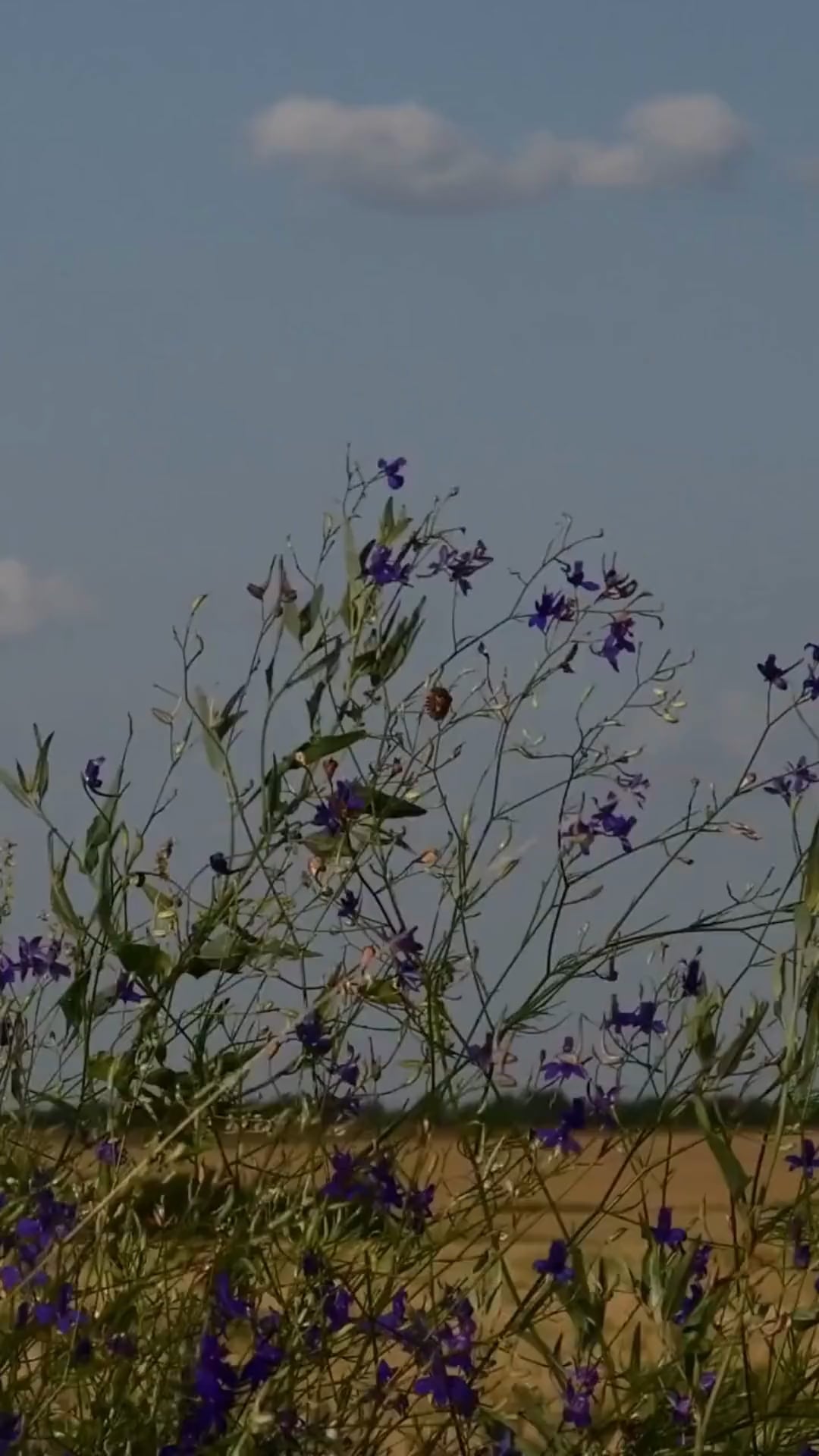 Cass Carpenter, Clinical Social Work/Therapist, Ann Arbor, MI, 48103 ...